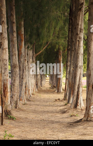 gravel path between pine trees, pathway Stock Photo - Alamy