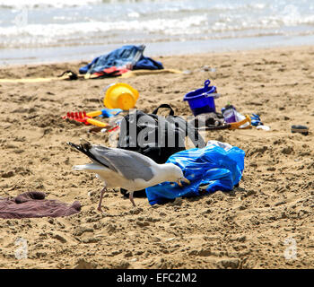 Scavenging seagull at Camber Sands Stock Photo - Alamy