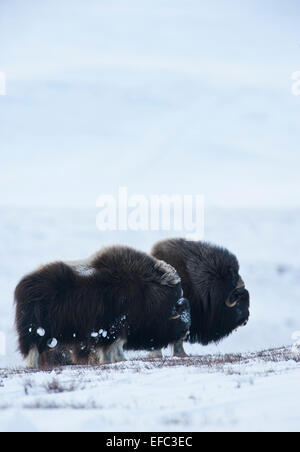 Muskox (Ovibos moschatus) standing on horizont in Greenland. Mighty ...