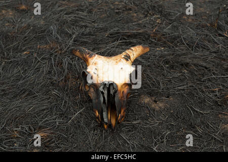 A photograph of a burnt sheep skull in a paddock after a bushfire on a ...