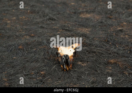 A photograph of a burnt sheep skull in a paddock after a bushfire on a ...