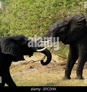 A close-up of elephants' trunks enjoying a vibrant fruit buffet as part ...