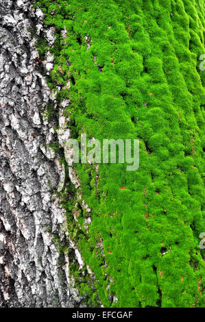 bark half covered with moss Stock Photo - Alamy