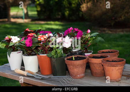 A group of potted flowers ready for planting Stock Photo - Alamy