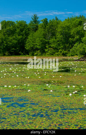 Bolton Notch Pond, Bolton Notch State Park, Connecticut Stock Photo - Alamy