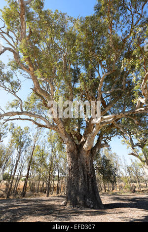 The giant River Red Gum tree of Orroroo is about 500 years old ...
