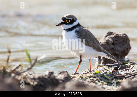 Face to face with the little ringed plover (Charadrius dubius Stock ...