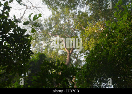 View up to rainforest canopy. Semi-deciduous tropical rainforest ...