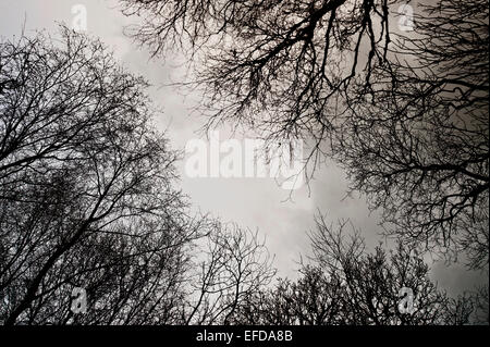 Looking up at winter tree canopy, Gloucestershire, UK Stock Photo - Alamy