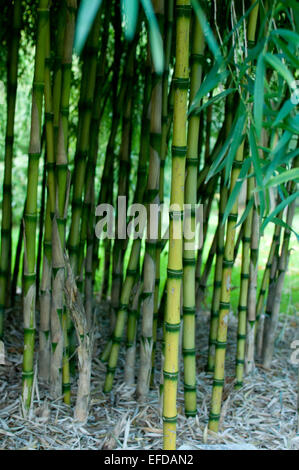 Tall tropical bamboo stalks growing densely in Western Australia Stock ...
