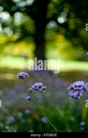Verbena at Kew Gardens Stock Photo - Alamy