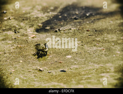 Tiny sand crab beach crab run and dig around on the beach sand in ...