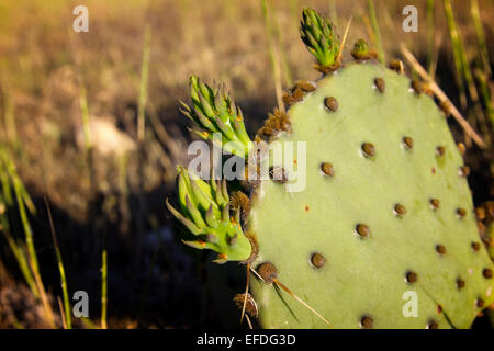 Opuntia, also known as nopales or paddle cactus, is a genus in the ...