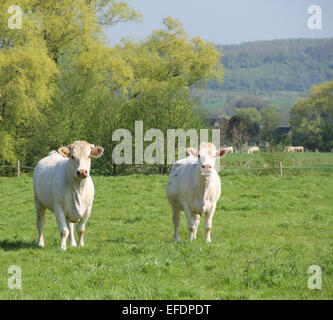 White purebred Normandy cows on summer pasture Stock Photo - Alamy