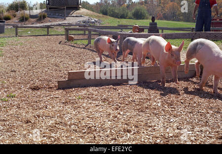Pig racing event at Eckerts Farm in Illinois Stock Photo - Alamy