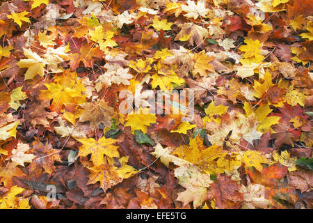top view of fallen leaves on ground in forest of urban park in sunny ...