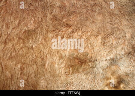 Close up real lion skin texture with spots Stock Photo - Alamy