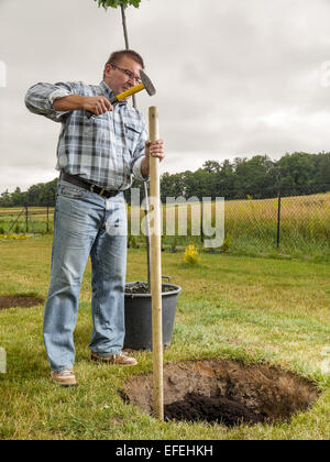 Young man hammering wooden per for supporting oak tree planted in the ...