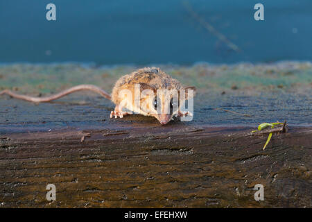 Mouse opossum (Marmosa murina) in a tree at night in the wild. Rio Napo ...
