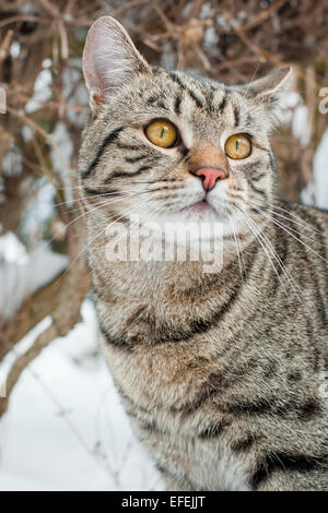 Cat jumping in snow, domestic cat, male Stock Photo - Alamy