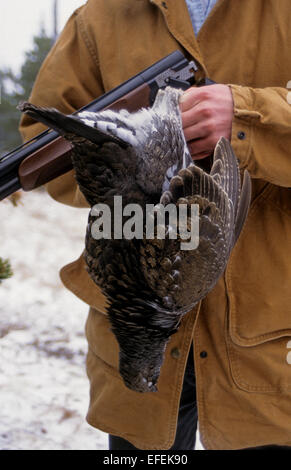 Blue grouse, Montana Stock Photo - Alamy