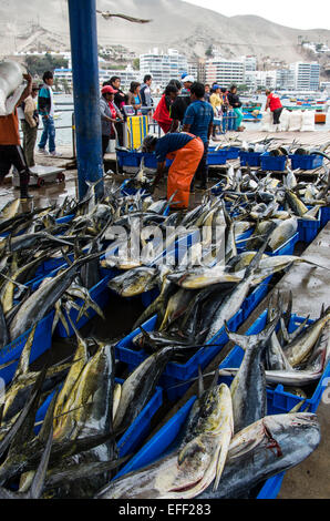 Fishing (Mahi-Mahi fish,Coryphaena Hippurus) unloading at Ancón port ...