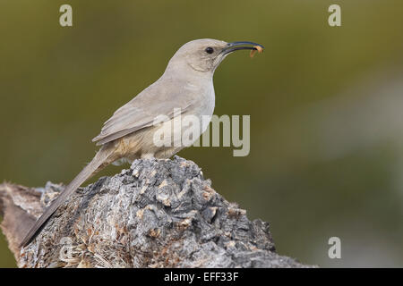 Le Conte's Thrasher - Taxostoma lecontei Stock Photo - Alamy