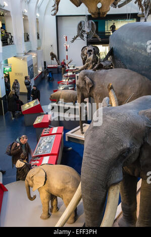 Mammal collection in the Natural History Museum in London England ...