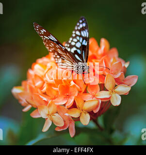 butterfly, tirumala hamata, butterflies, blue tiger, blue wanderer ...
