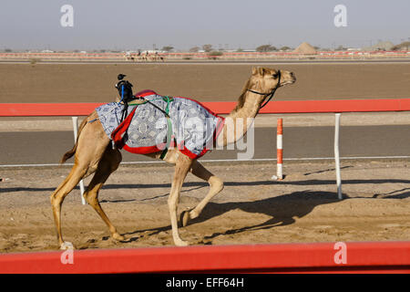 remote controlled robot jockey at camel racing at Dubai Camel Racing ...