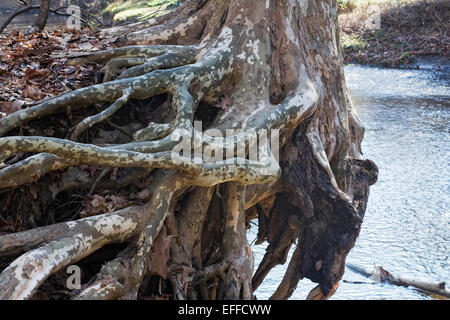 Tree overhanging a river with eroded soil showing the root system in a ...