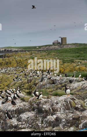 Puffin colony on Staple Island, the Farne Islands, Northumberland Stock ...