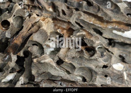 ship worm teredo navalis Stock Photo: 24659679 - Alamy