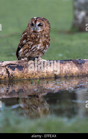 Tawny Owl: Strix aluco. Captive bird, controlled conditions. Hmpshire ...