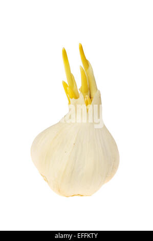 Garlic bulb and a clove of garlic against a white background Stock ...