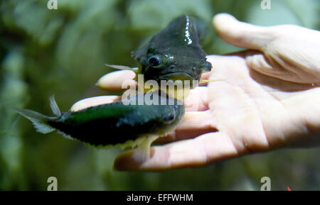 Toenning, Germany. 03rd Feb, 2015. a lumpfish swimS in an aquarium at ...