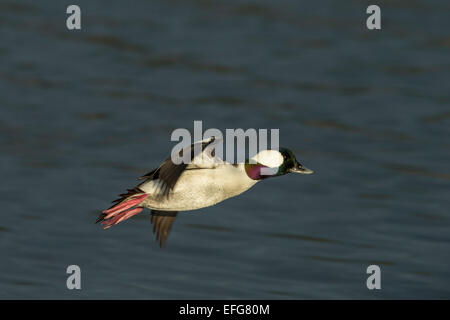 A male bufflehead duck in the water Stock Photo - Alamy