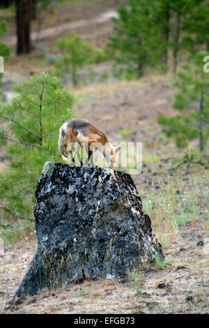 Red fox in Valley County, Idaho, USA Stock Photo - Alamy