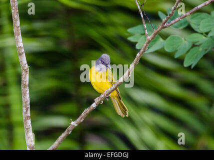 A male Grey-headed Tanager (Eucometis penicillata) on a branch. Belize ...