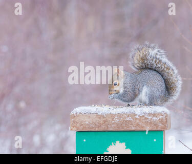 A closeup of an eastern gray squirrel on the tree Stock Photo - Alamy