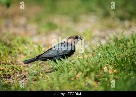 Brown-headed Cowbird foraging in green grass Stock Photo - Alamy