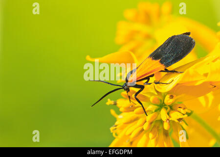 Black-and-yellow Lichen Moth (Lycomorpha pholus Stock Photo - Alamy