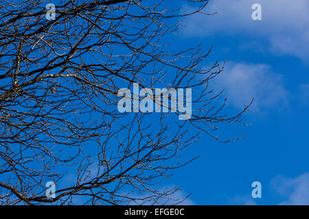 Dormant tree branches against deep blue sky in winter - USA Stock Photo ...