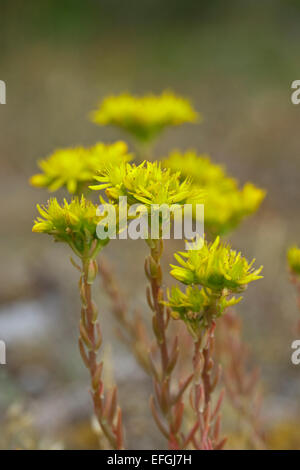 Reflexed Stonecrop, sedum rupestre Stock Photo - Alamy