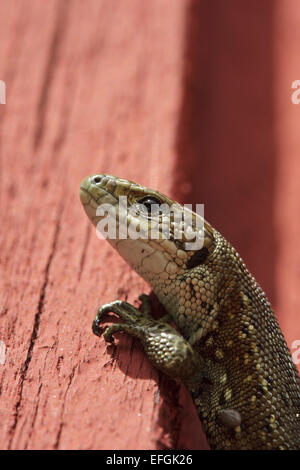 common lizard lacertidae lacerta vivipara Stock Photo - Alamy