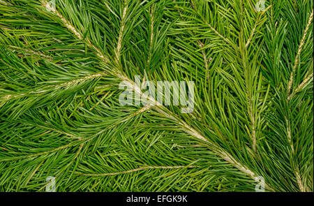Close-up of pine tree branches with green needles and cones against ...