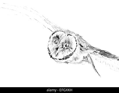 Drawing of flying barn owl (Tyto alba Stock Photo - Alamy