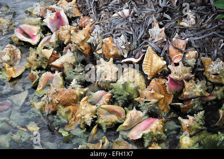 Queen conch (Strombus gigas) seashells harvested for their meat, Hat ...