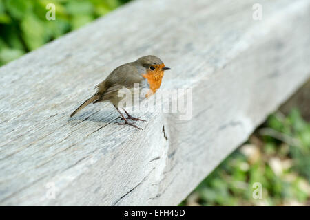 colorful robin on the seat Stock Photo - Alamy