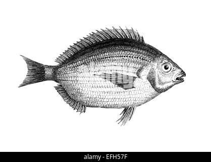 Sheepshead Fish Drawing Stock Vector Art & Illustration, Vector Image ...
